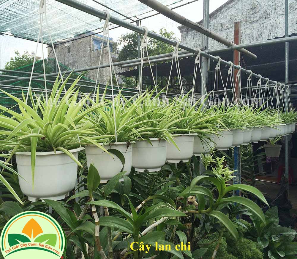 Cây lan chi giỏ treo - Thế Giới Cây Cảnh Sài Gòn