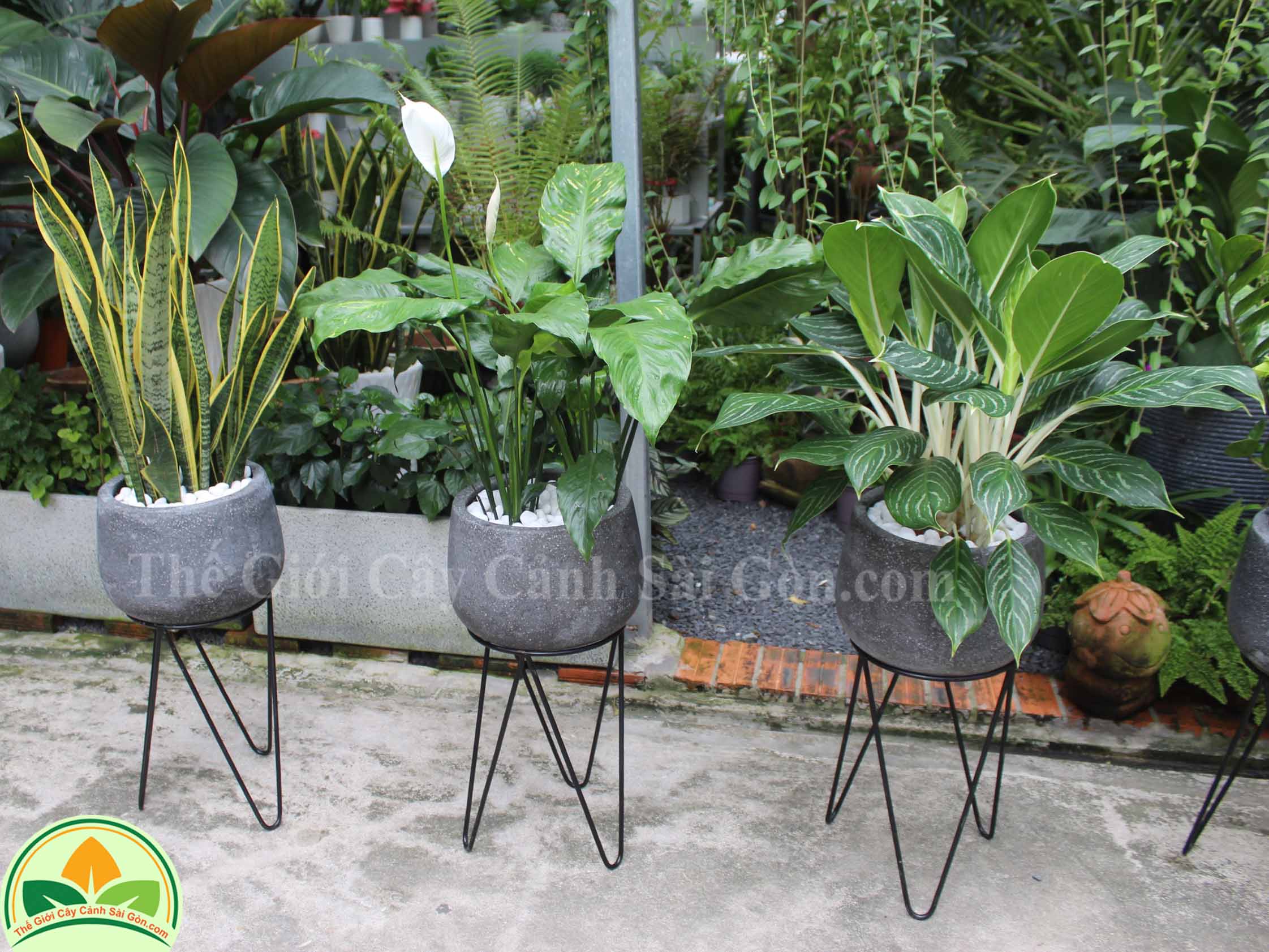 Chân sắt kê chậu D25H40 - Thế Giới Cây Cảnh Sài Gòn
