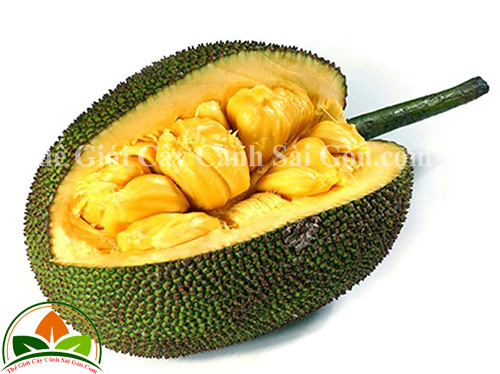 Cây mít - Thế Giới Cây Cảnh Sài Gòn