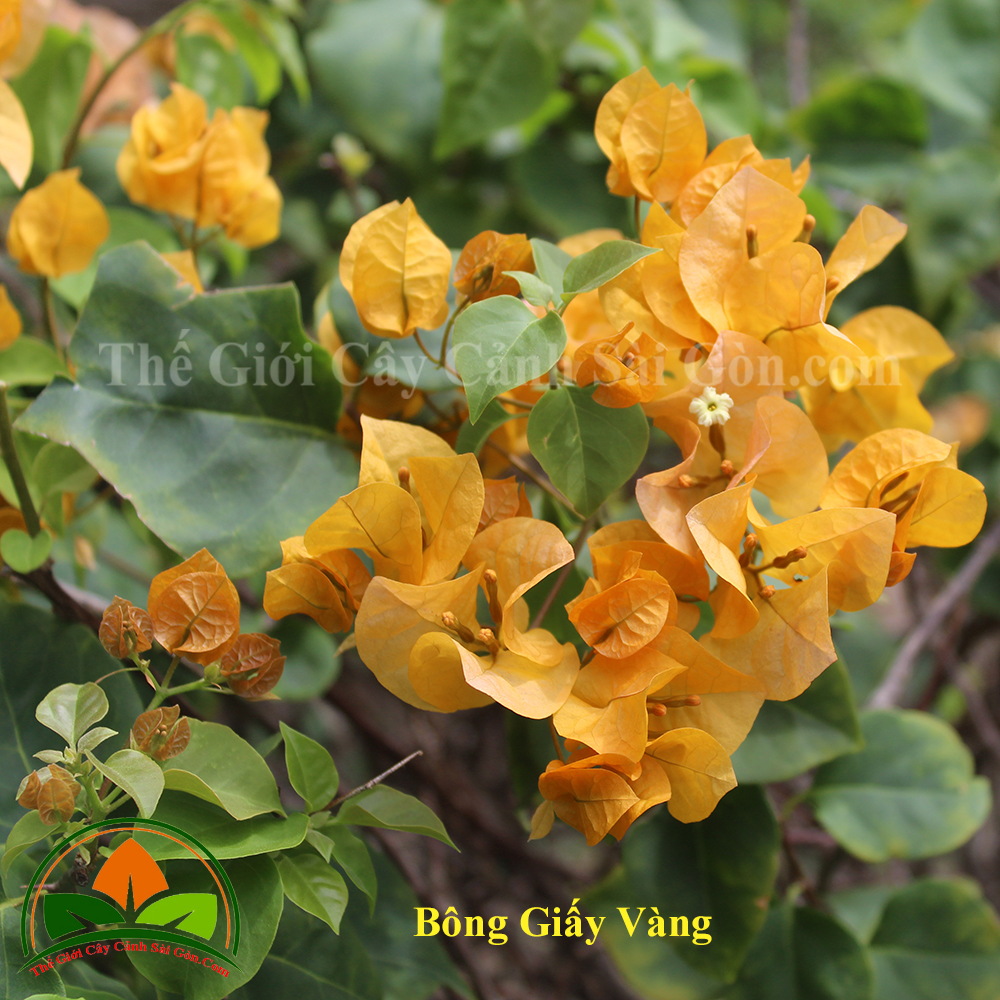 Cây bông giấy - Thế Giới Cây Cảnh Sài Gòn