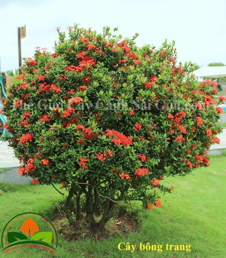 Cây Bông Trang - Thế Giới Cây Cảnh Sài Gòn