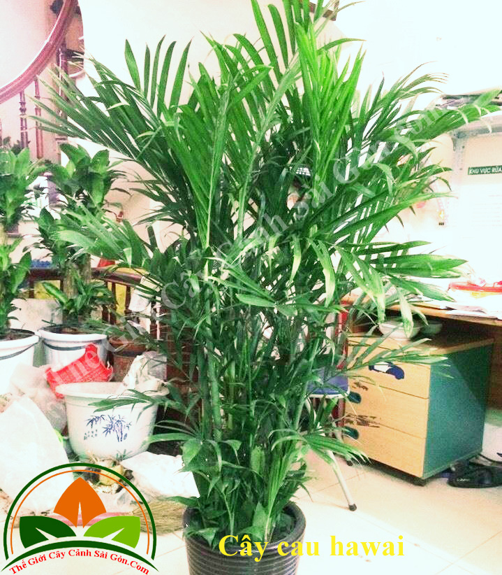 Cây Cau Hawai