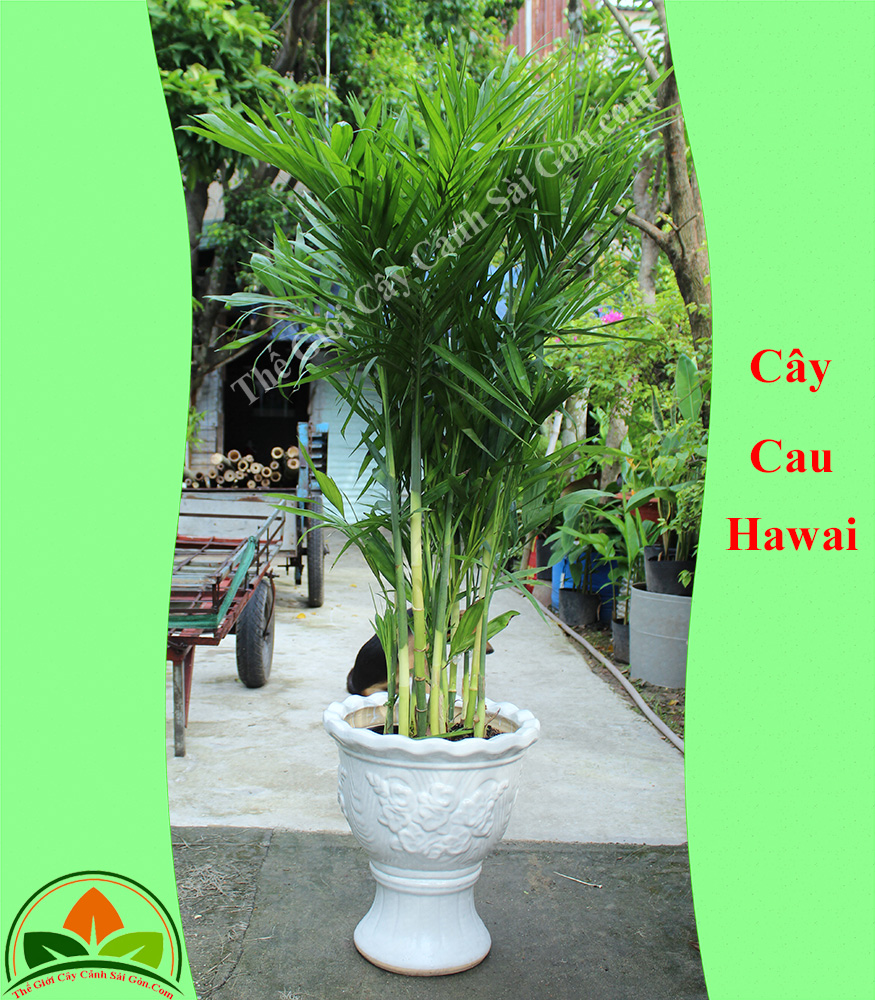 Cây Cau Hawai - Thế Giới Cây Cảnh Sài Gòn