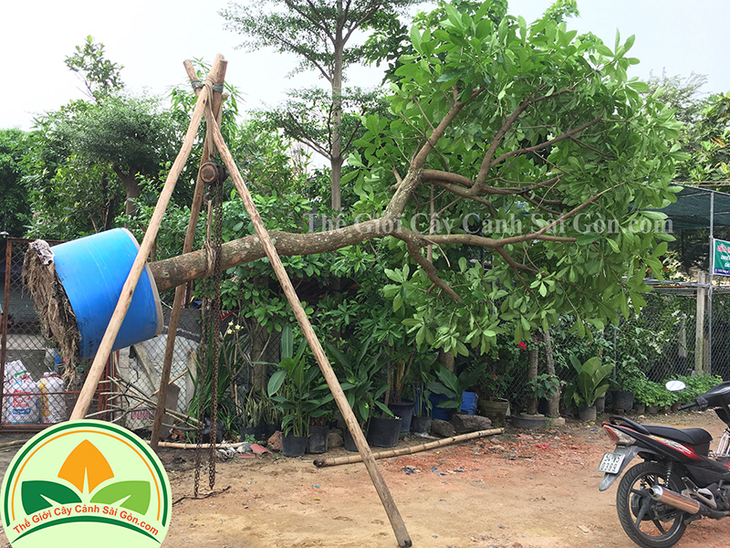 Cây lộc vừng-Thế giới cây cảnh sài gòn