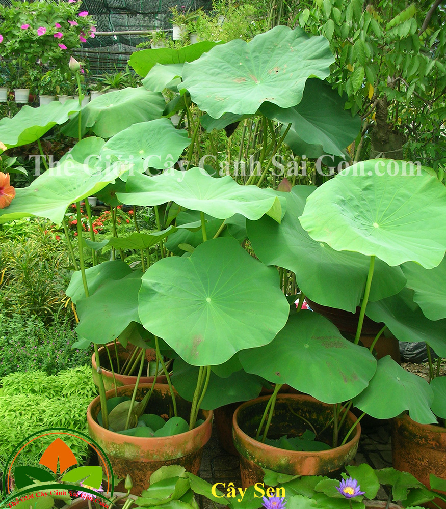 Cây hoa sen - Thế Giới Cây Cảnh Sài Gòn